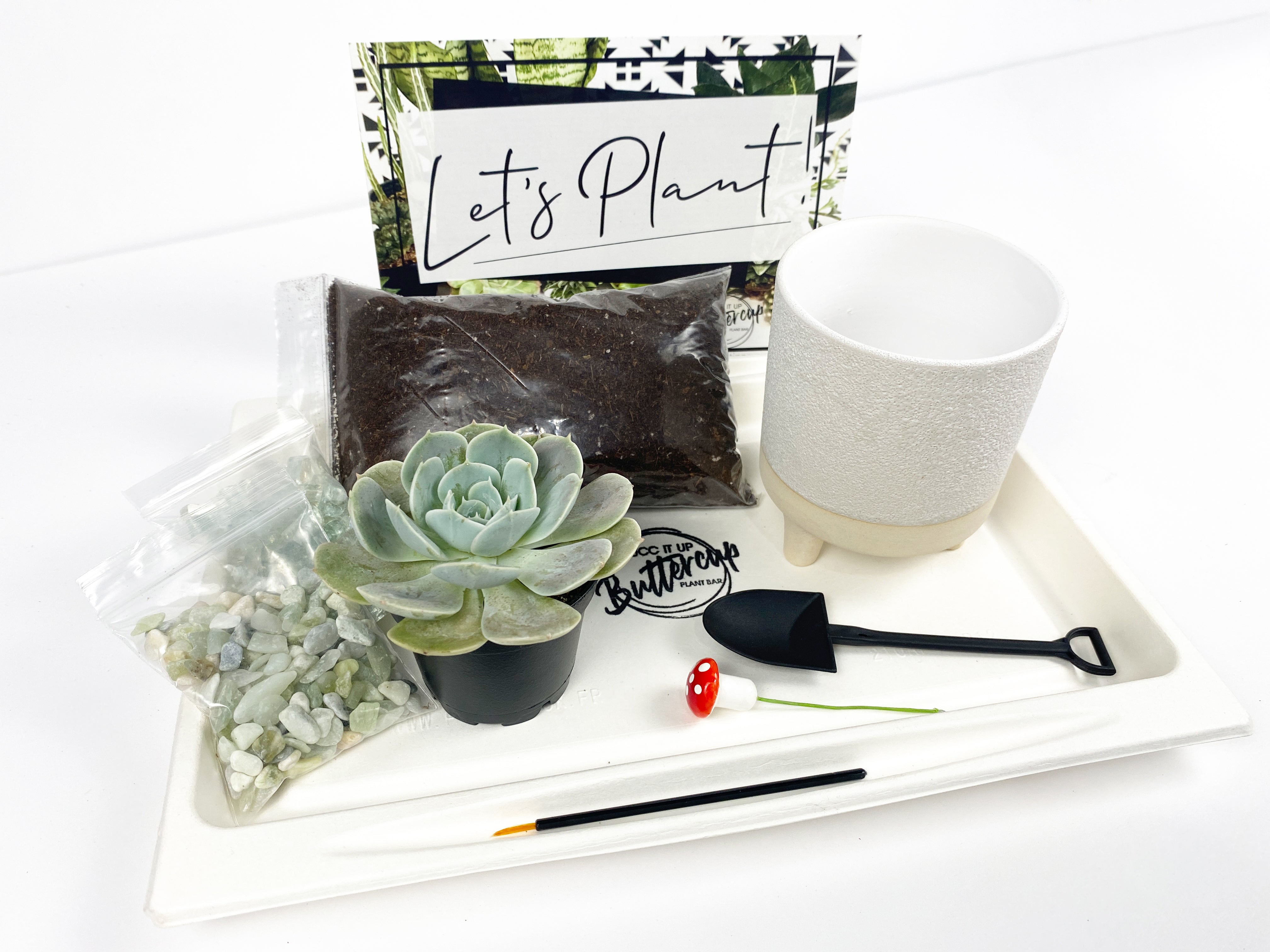 'Grow With The Flow' Gift Box- 1 succulent – Succ It Up Buttercup