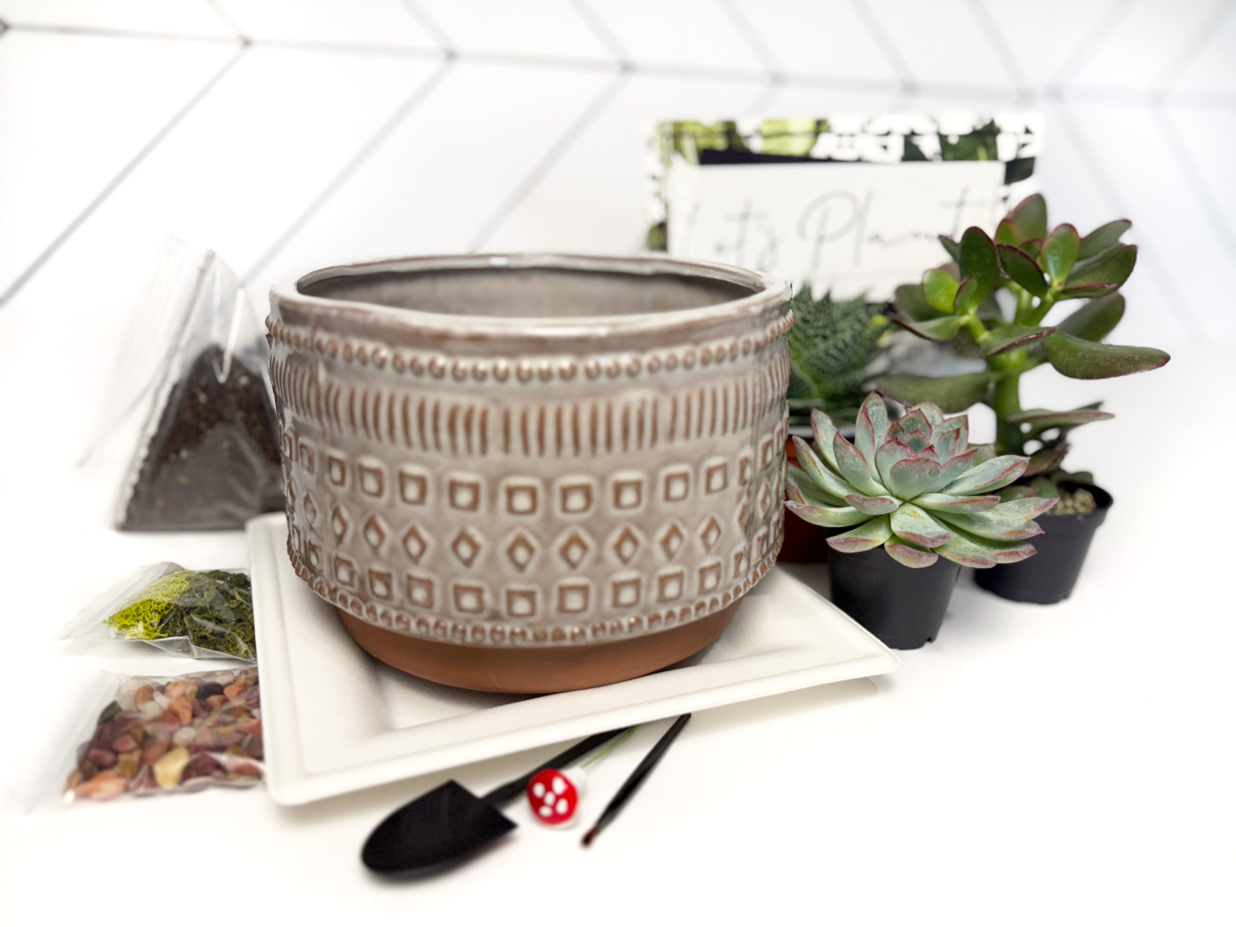 'My Plants Beleaf In Me' Gift Box- 3 succulents – Succ It Up Buttercup