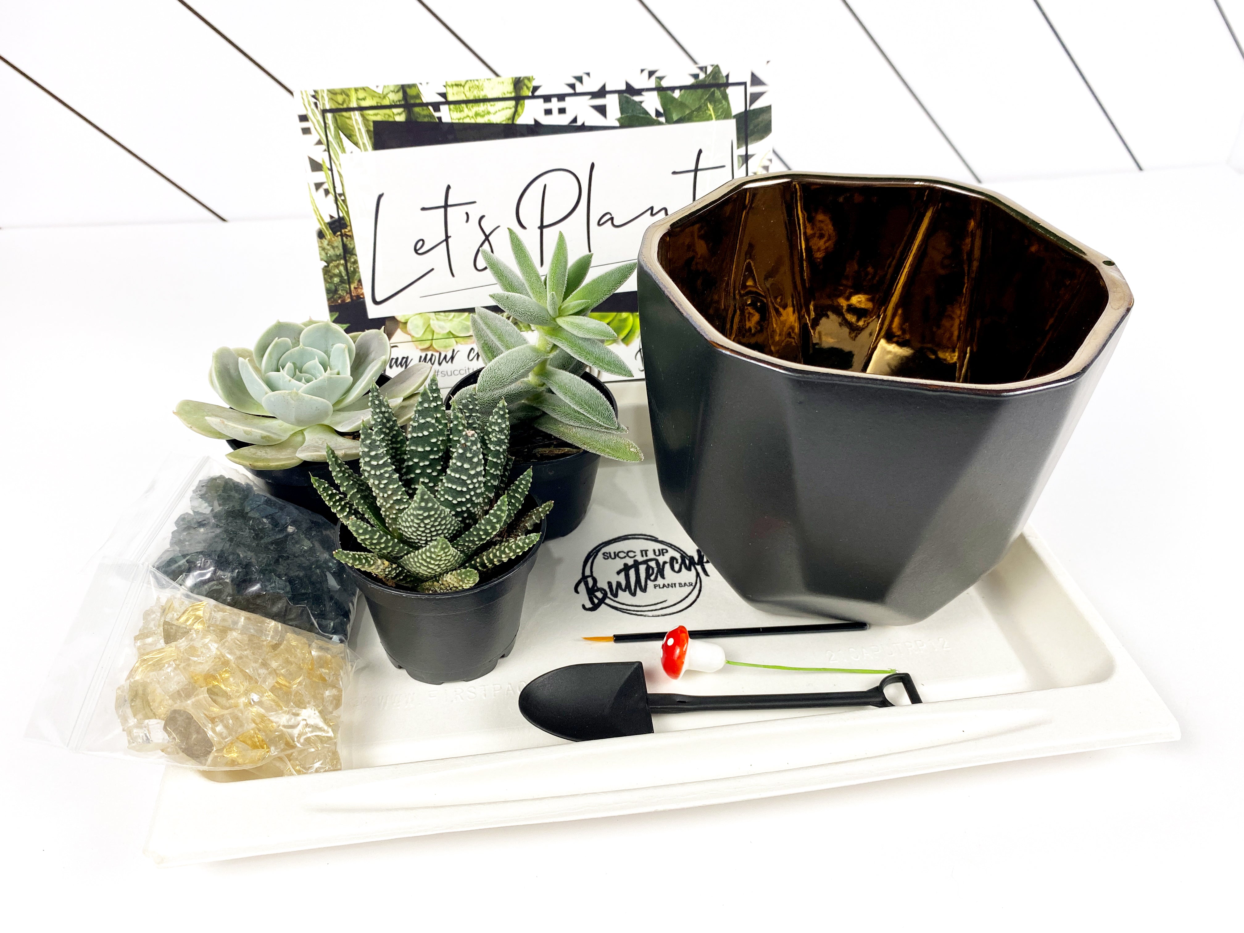 'You Don't Succ' Gift Box- 3 succulents – Succ It Up Buttercup